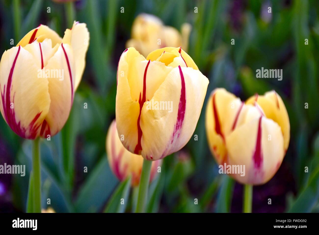 Tulips at the tulip garden in Washington DC, USA Stock Photo - Alamy