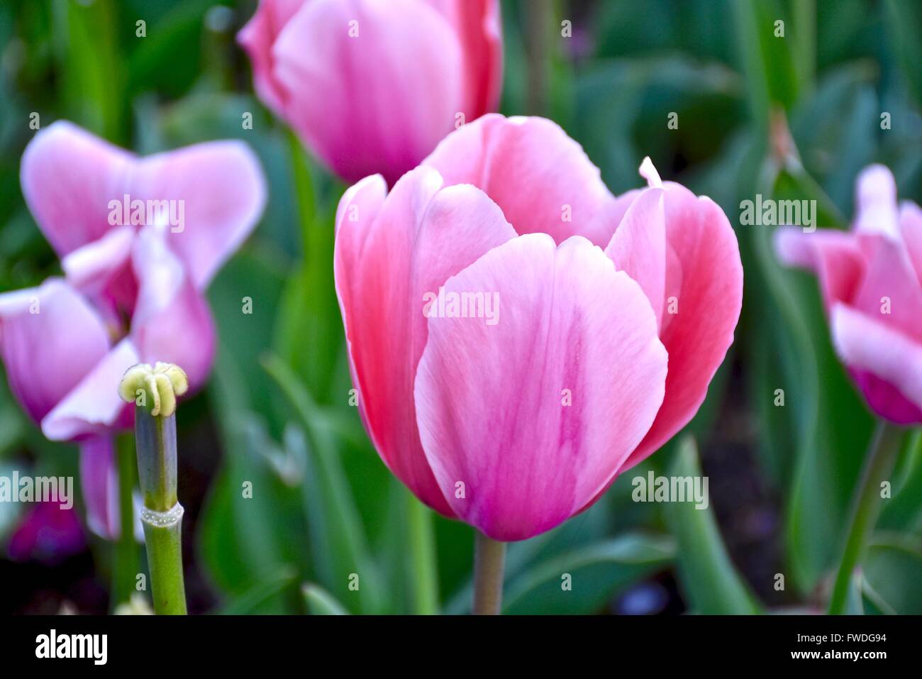 Tulips at the tulip garden in Washington DC, USA Stock Photo - Alamy