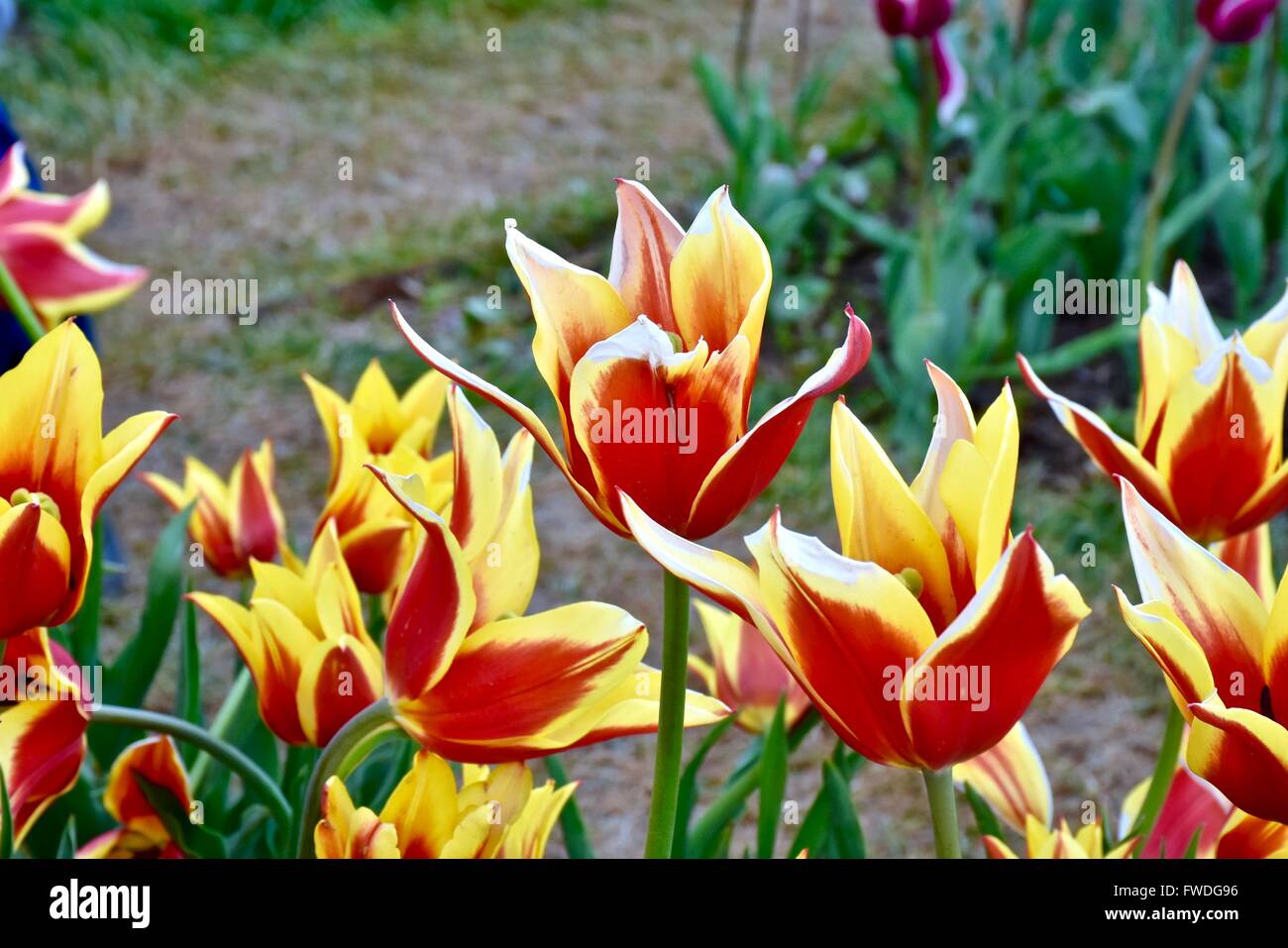 Tulips at the tulip garden in Washington DC, USA Stock Photo - Alamy