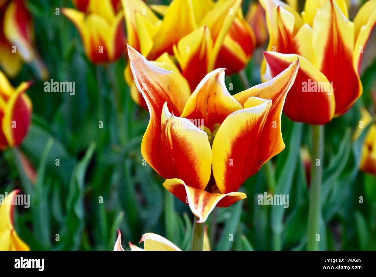 Tulips at the tulip garden in Washington DC, USA Stock Photo - Alamy