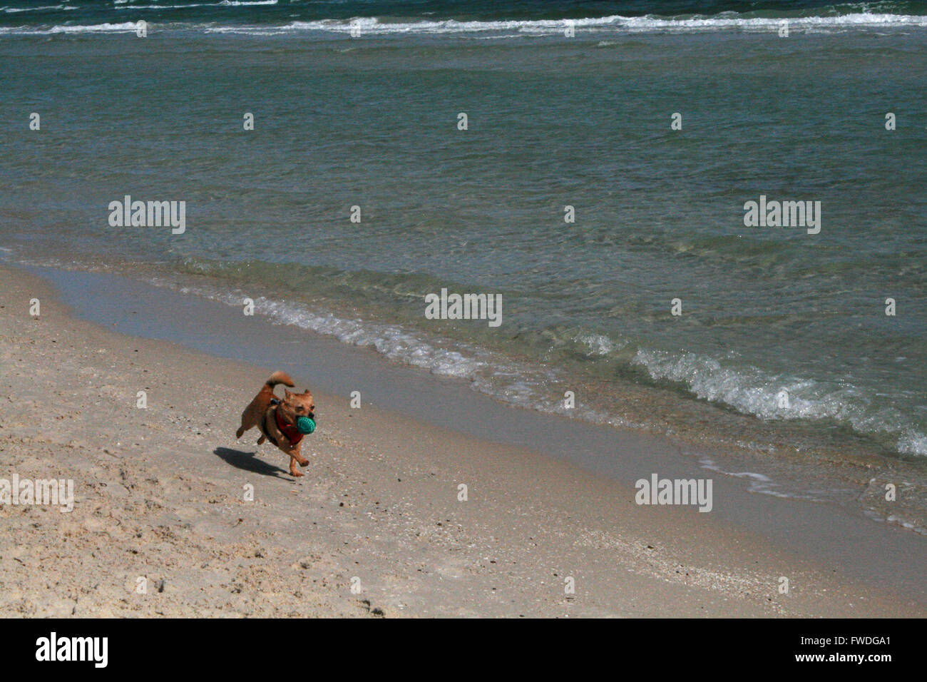 Playing fetch on the beach Stock Photo - Alamy