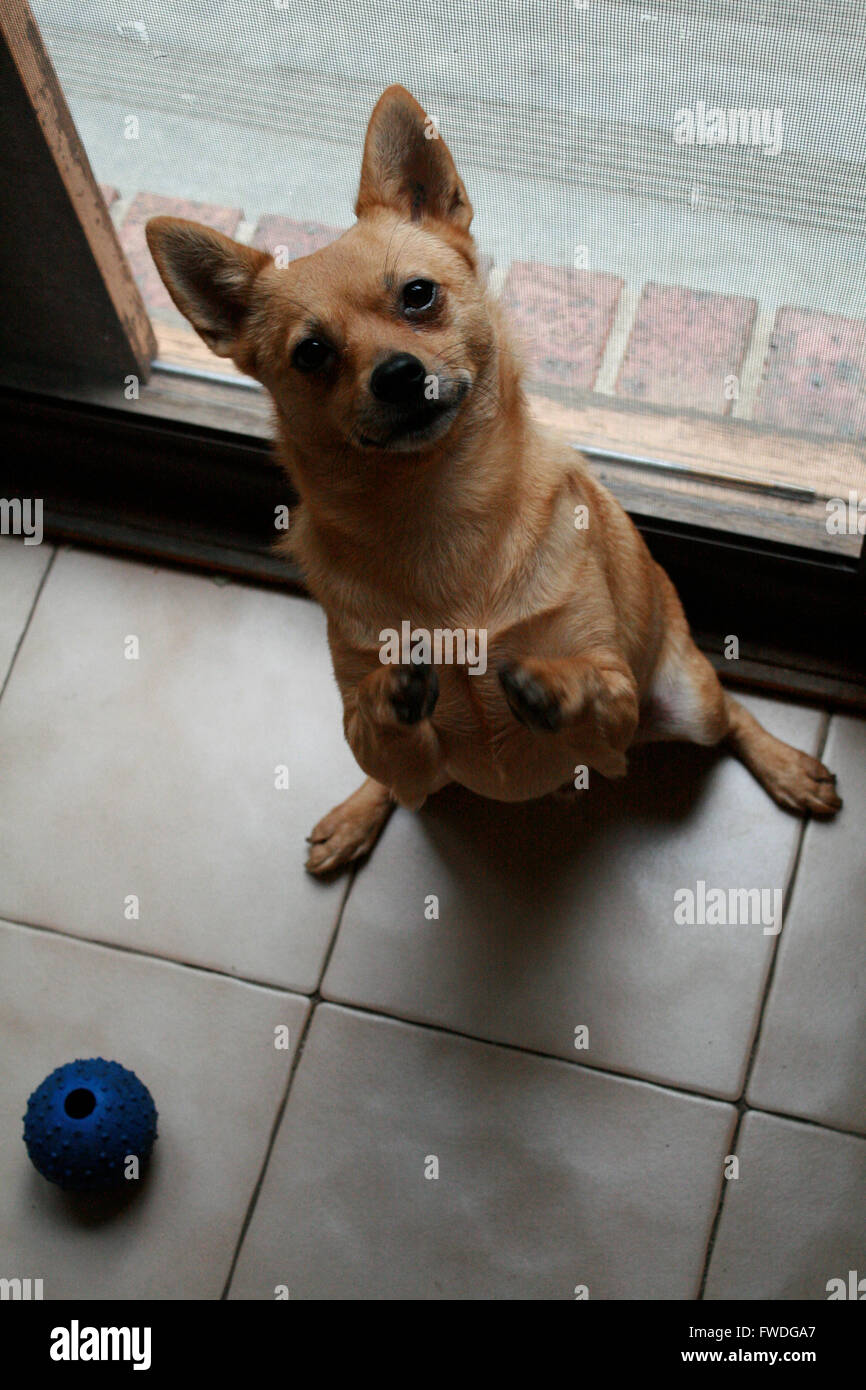 Animal Tricks Stock Photos & Animal Tricks Stock Images - Alamy