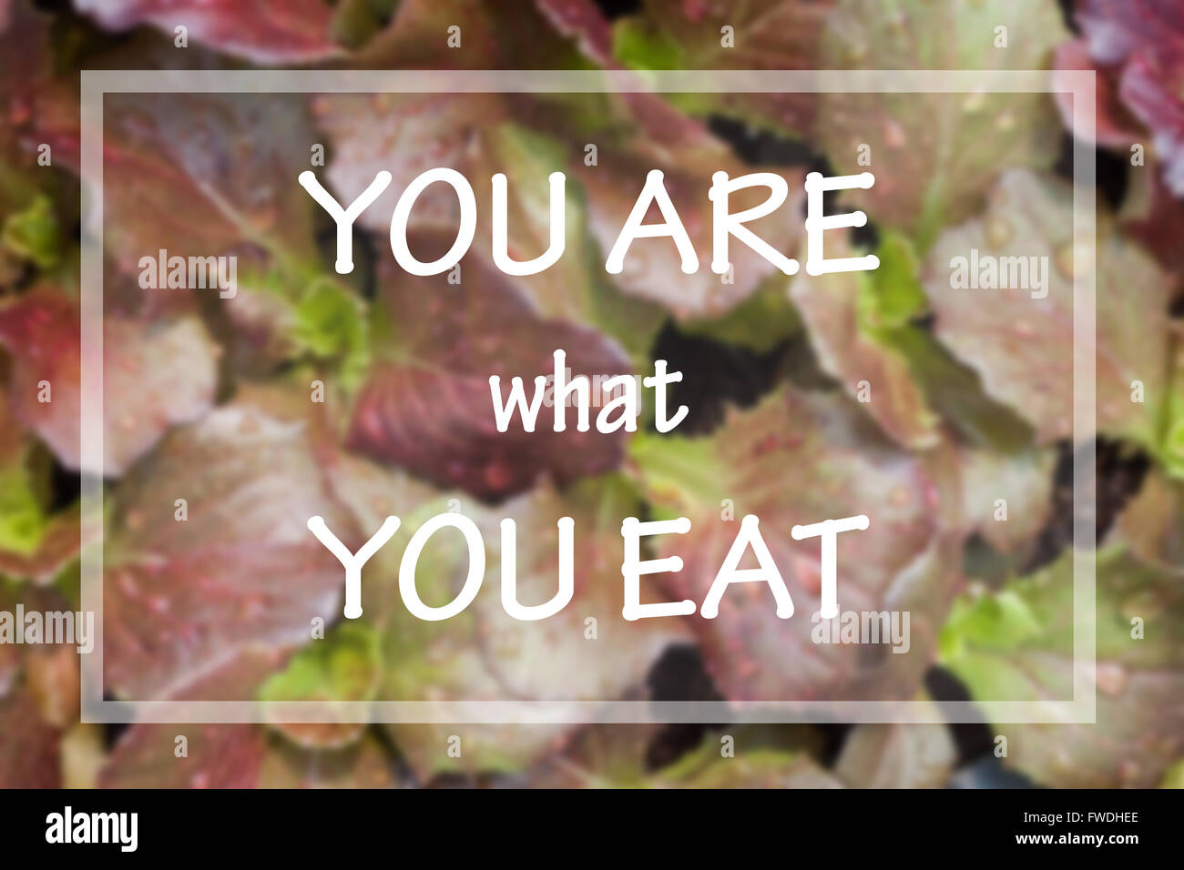 You are what you eat inspirational quote on vegetable background Stock ...