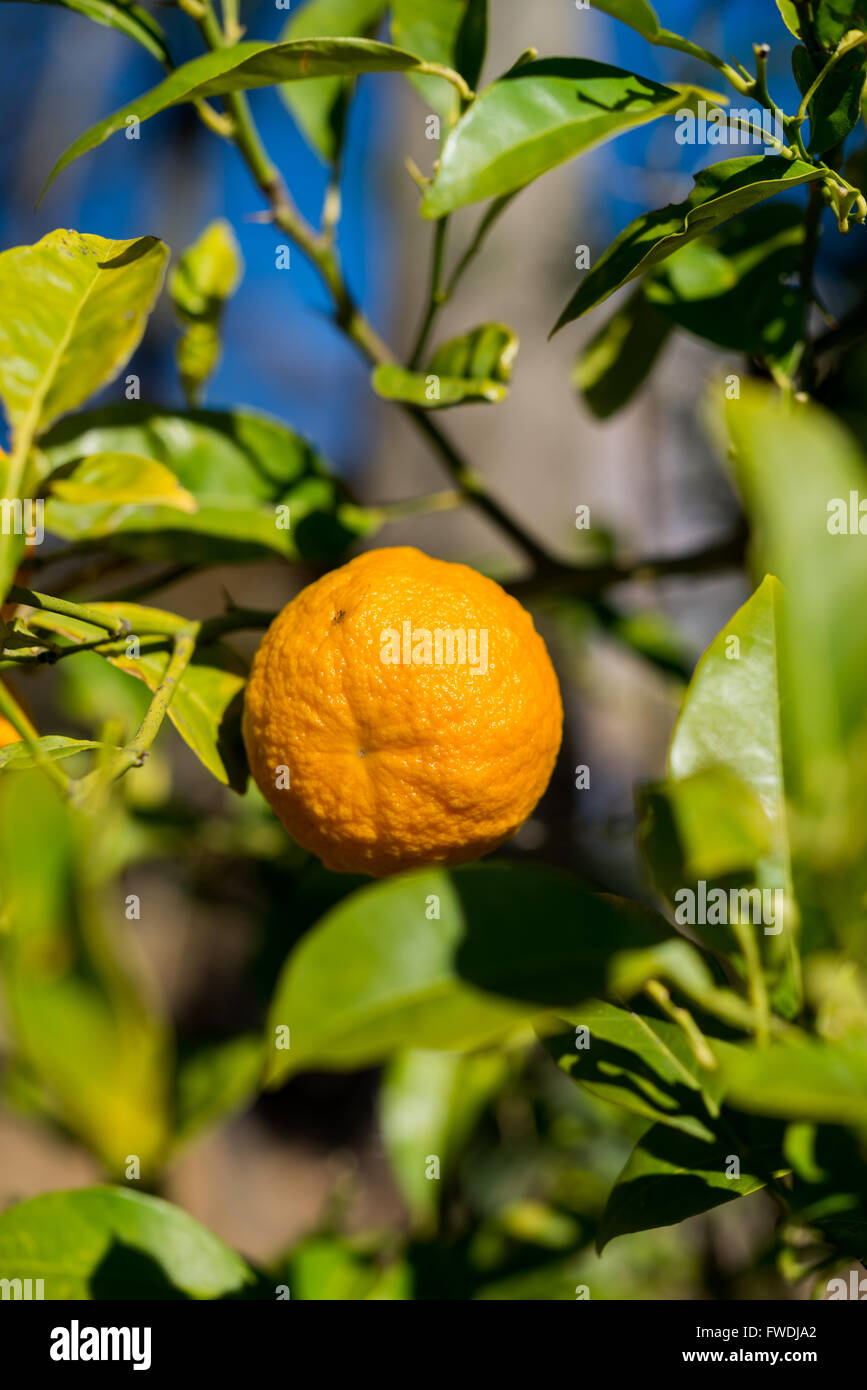 Ripe organic oranges hanging from an orange tree, Maremma, Tuscany ...