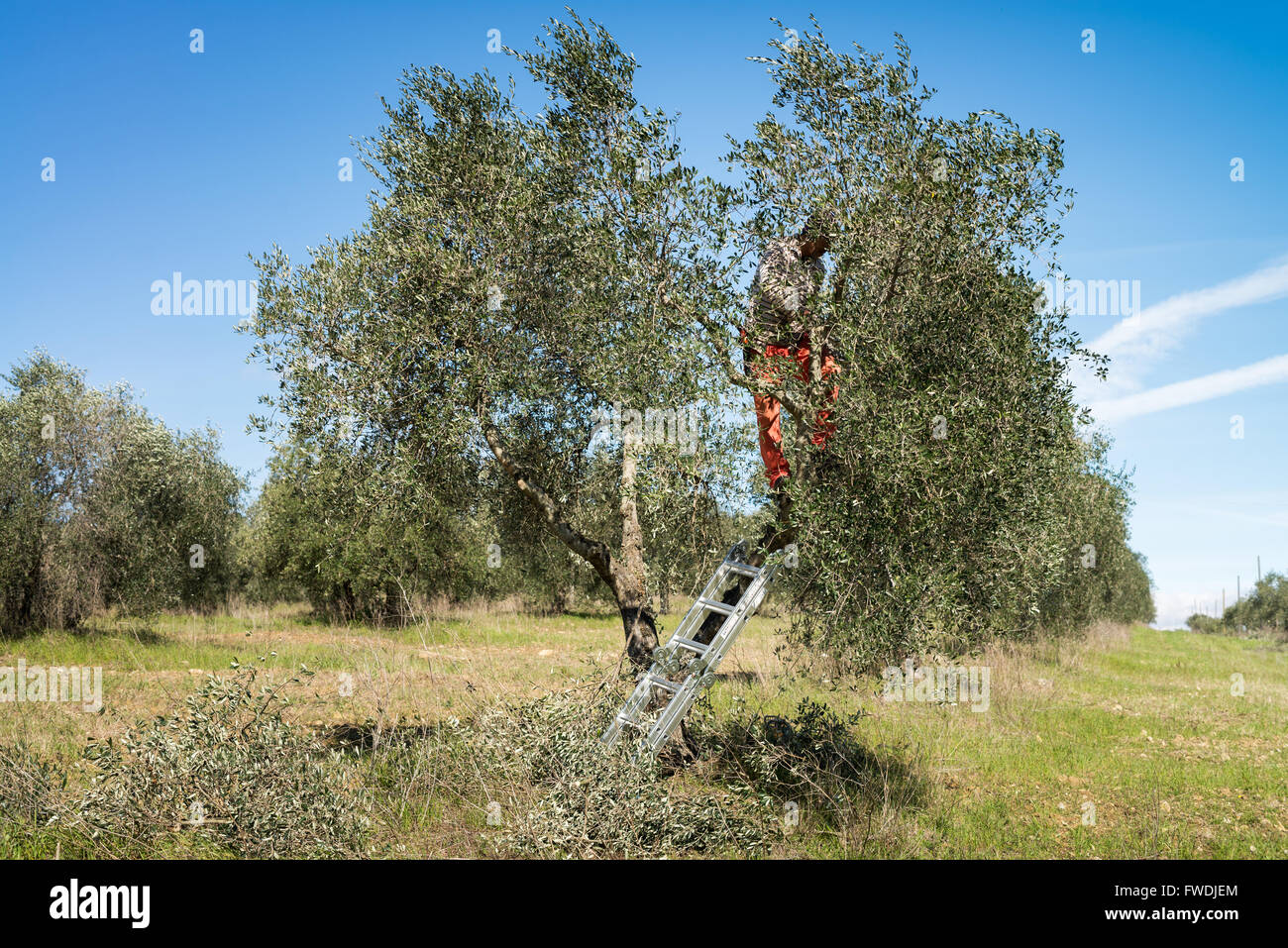 Cut back fruit tree hi-res stock photography and images - Alamy