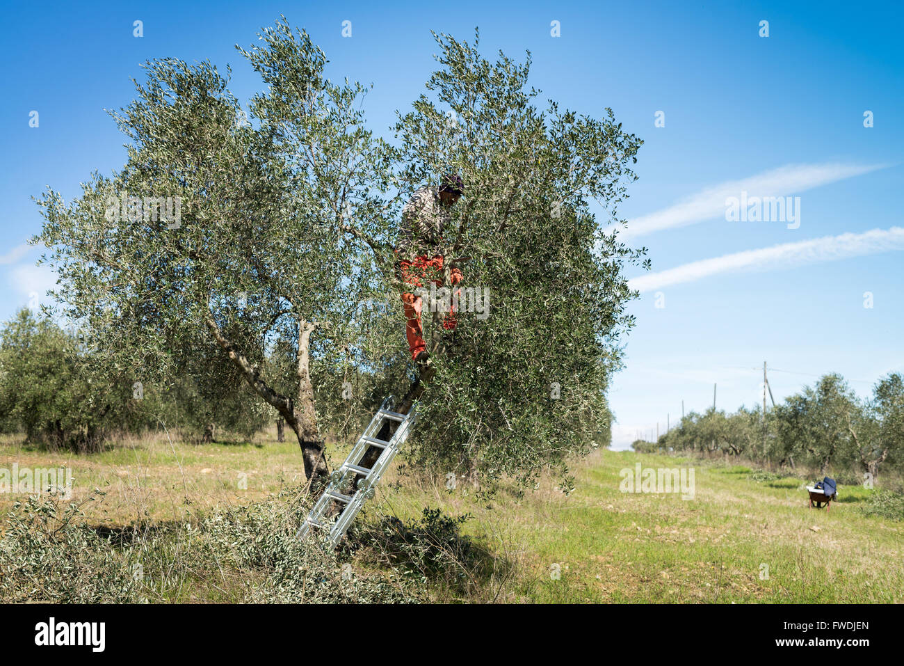 Shot back old farmer man hi-res stock photography and images - Alamy
