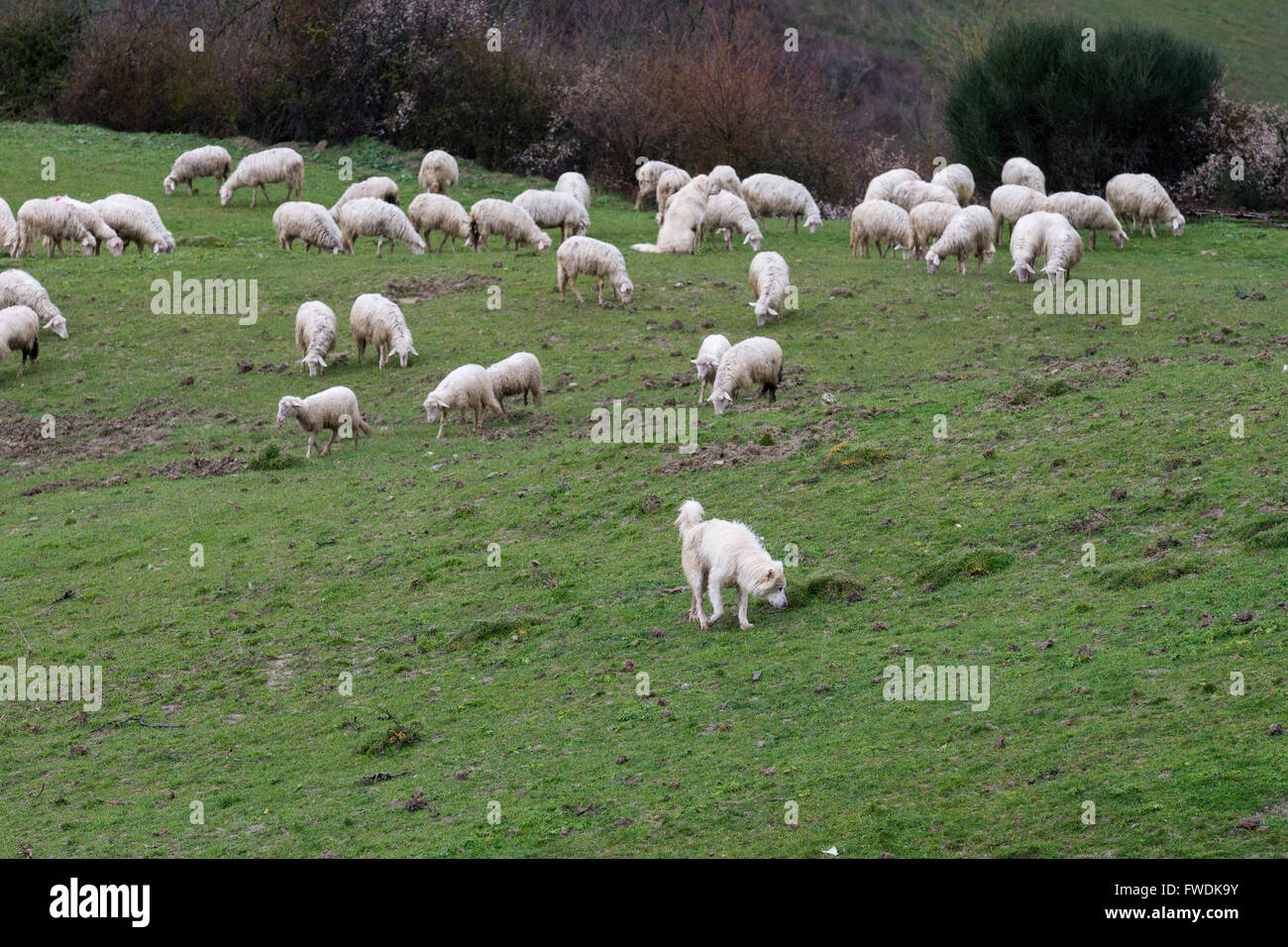 Maremma Sheepdog herding sheep, Maremma, Tuscany, Italy, EU, Europe ...