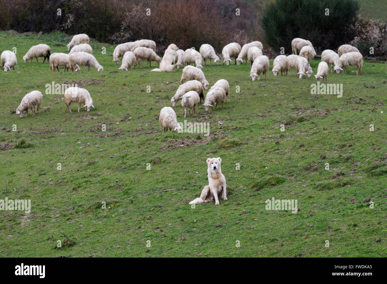 Maremma dog sheep hi-res stock photography and images - Alamy