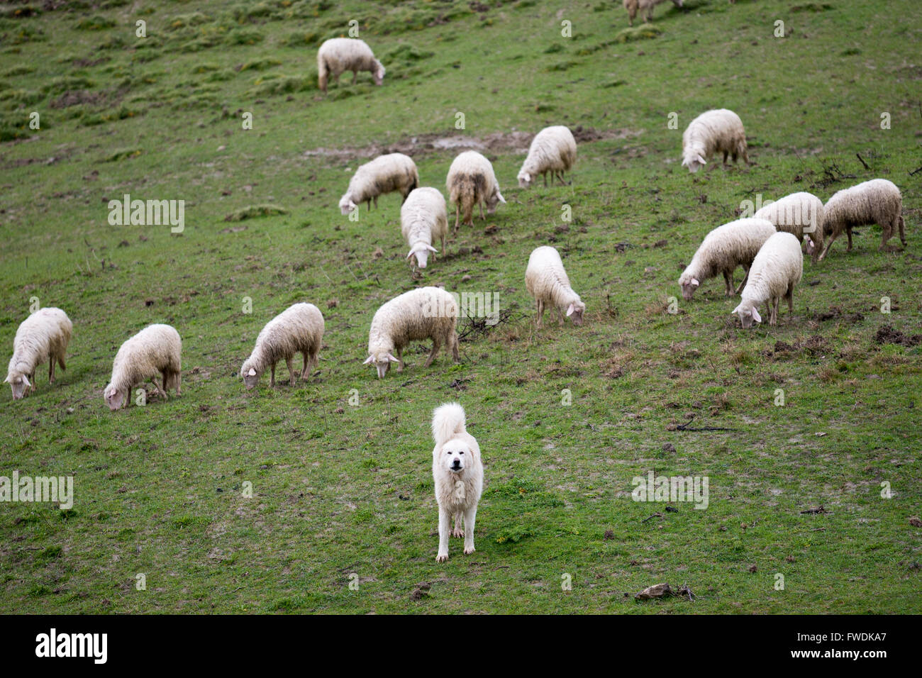 Maremma dog sheep hi-res stock photography and images - Alamy