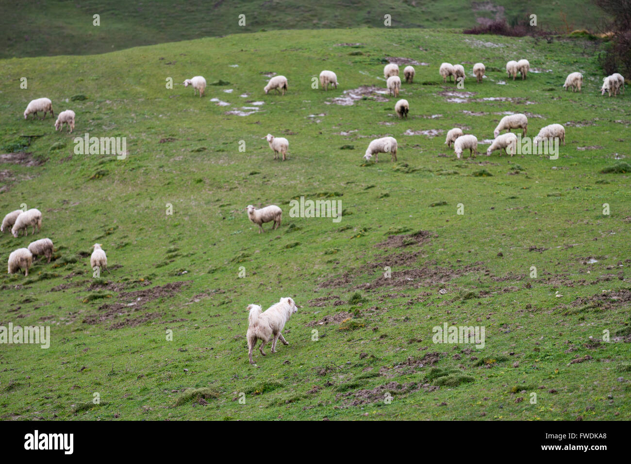 Working dog big dog sheep dog hi-res stock photography and images - Alamy
