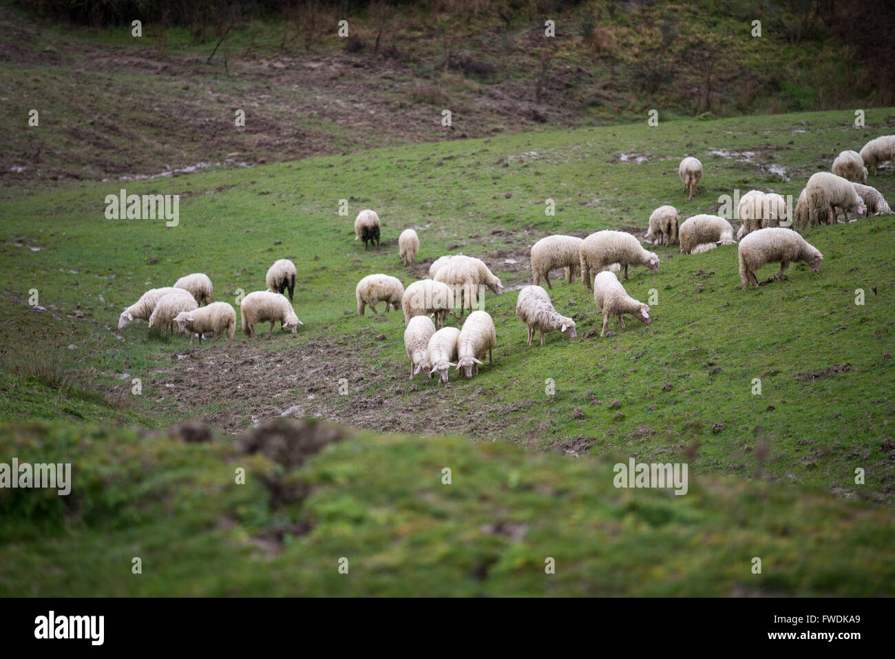 Maremma Sheepdog herding sheep, Maremma, Tuscany, Italy, EU, Europe ...