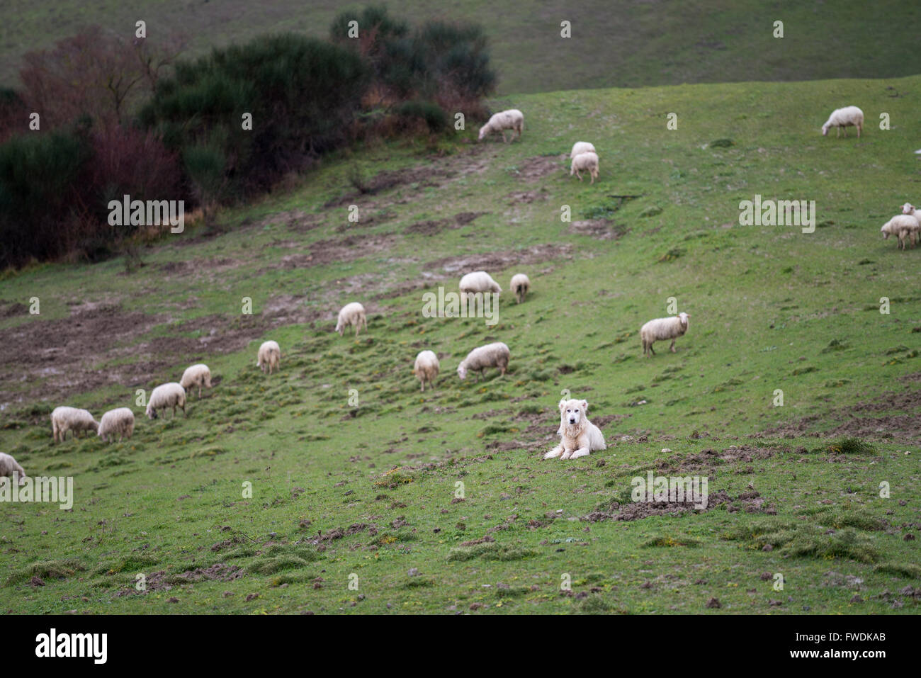 Maremma Sheepdog herding sheep, Maremma, Tuscany, Italy, EU, Europe ...