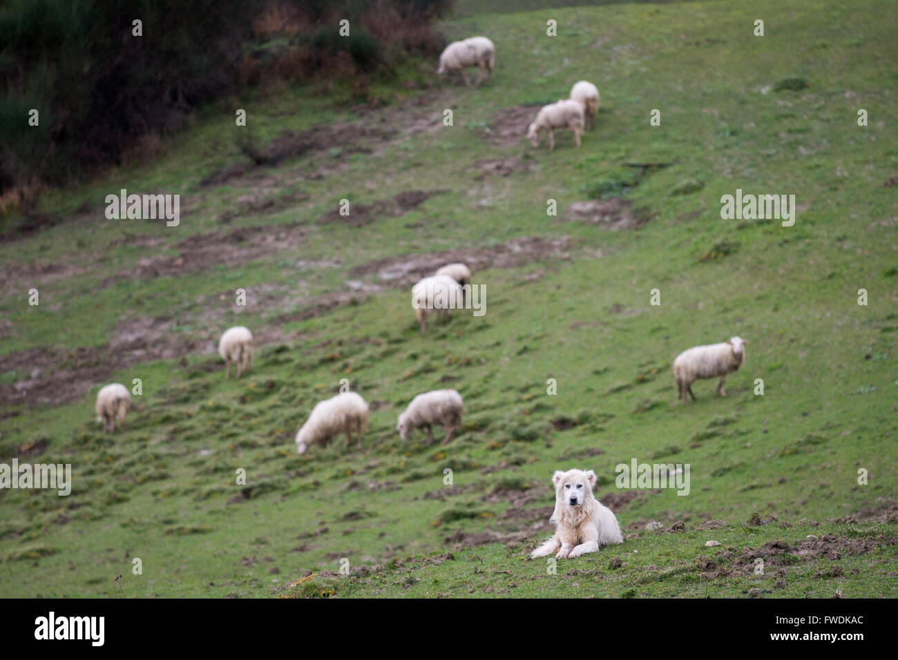 Maremma Sheepdog herding sheep, Maremma, Tuscany, Italy, EU, Europe ...