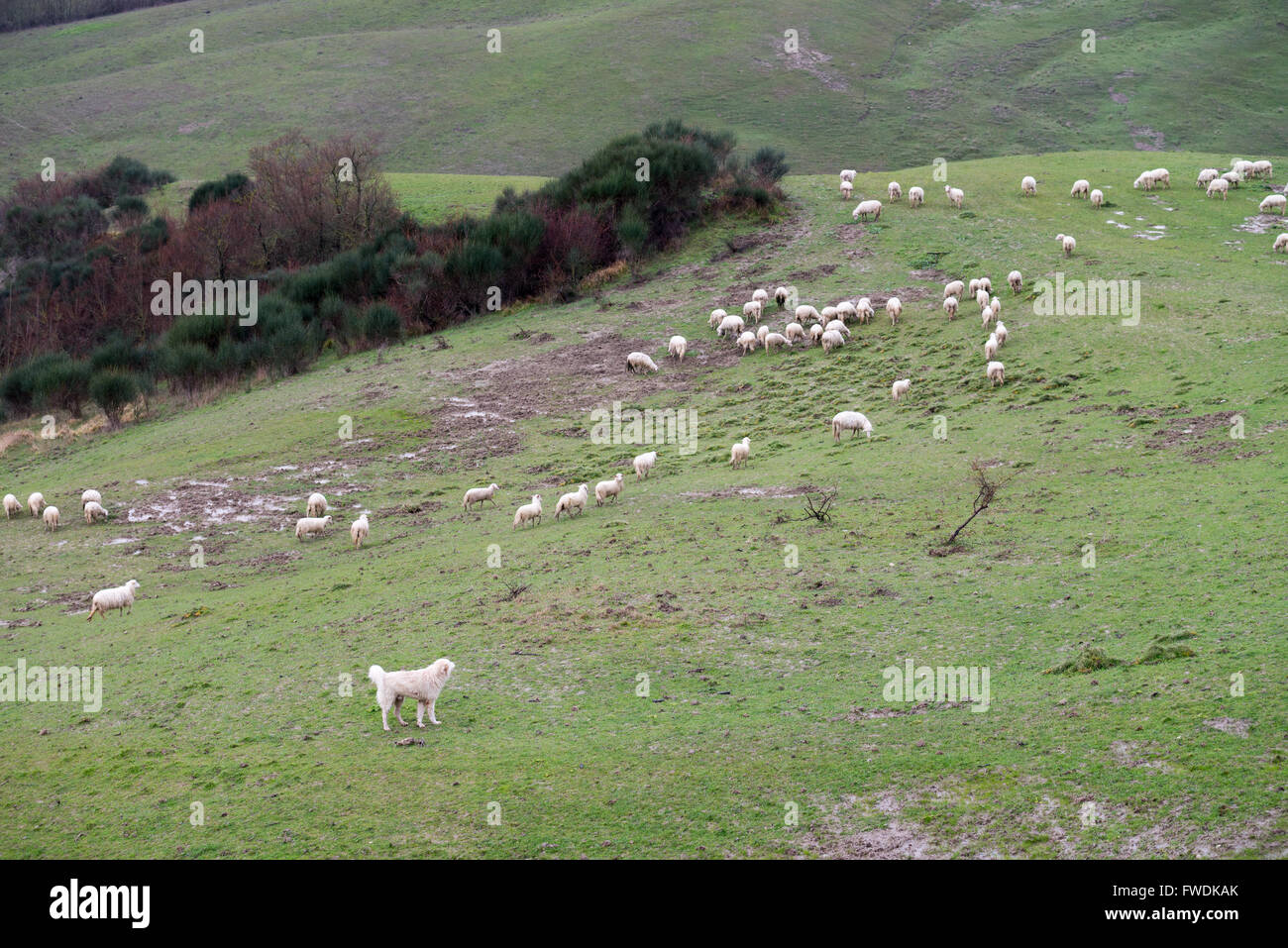 Maremma dog sheep hi-res stock photography and images - Alamy
