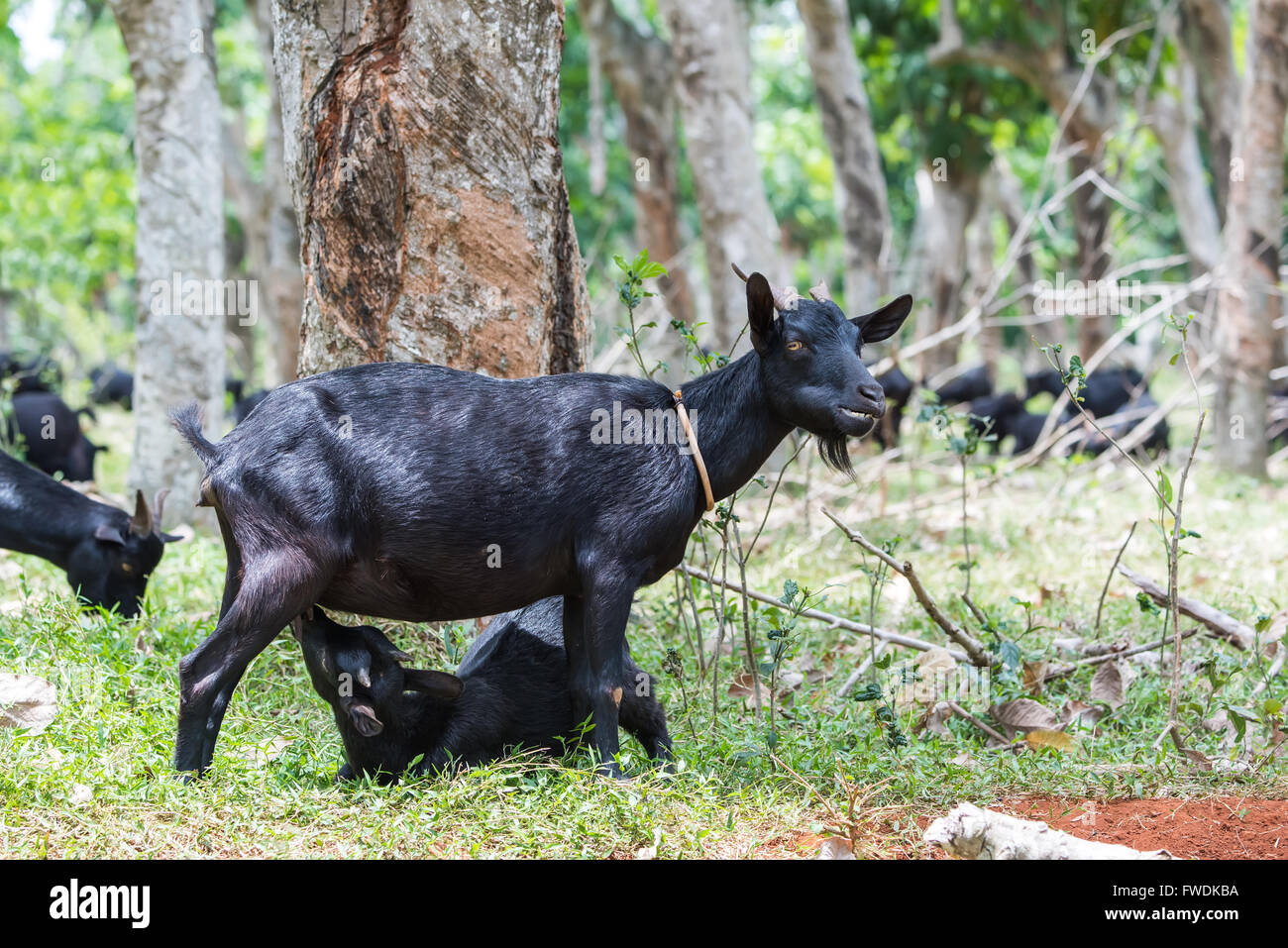 Black goat hi-res stock photography and images - Alamy