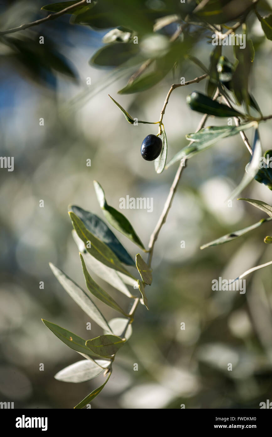 Black Ripe Olive on a tree branch Stock Photo - Alamy