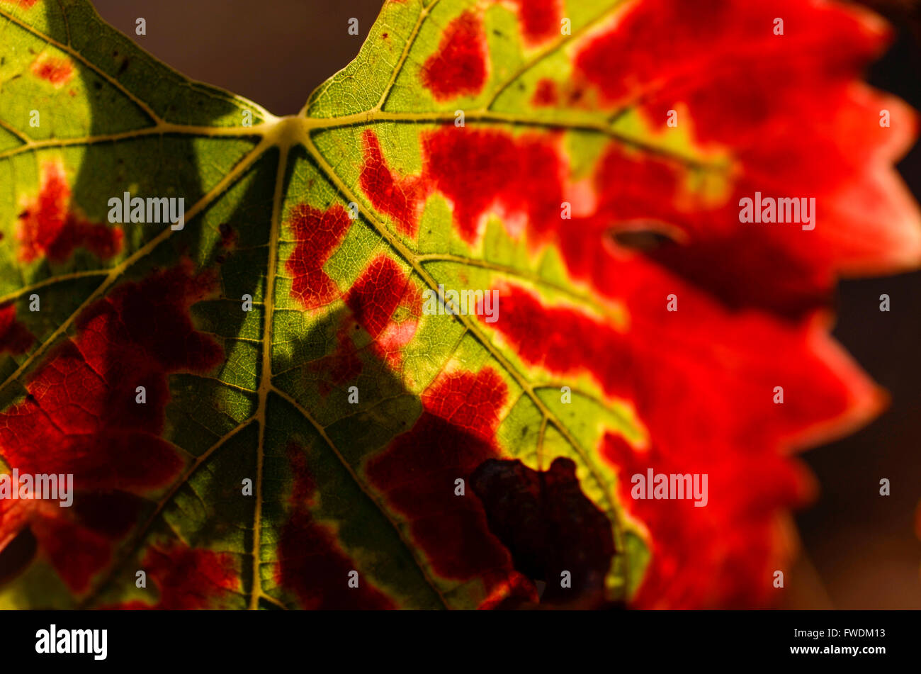 Reddening hi-res stock photography and images - Alamy