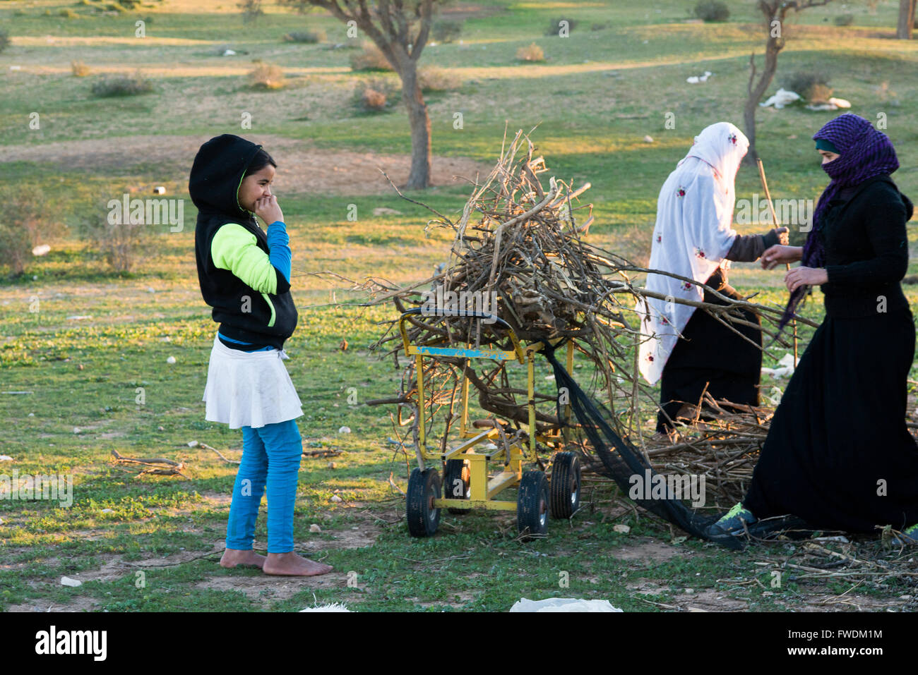 Beduin women collecting firewood. Photographed in Israel, Negev Desert ...