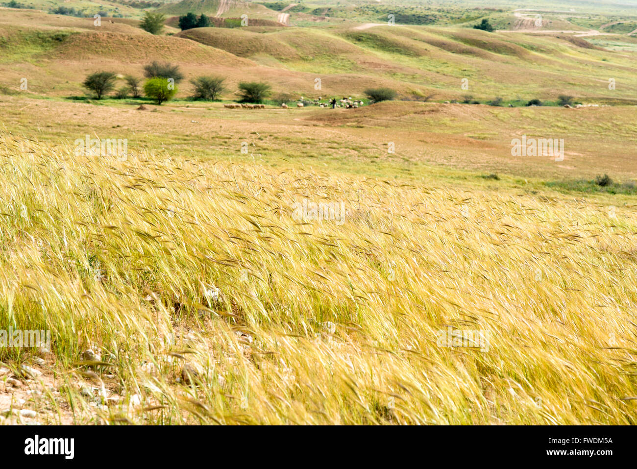 Israel wheat grain High Resolution Stock Photography and Images - Alamy