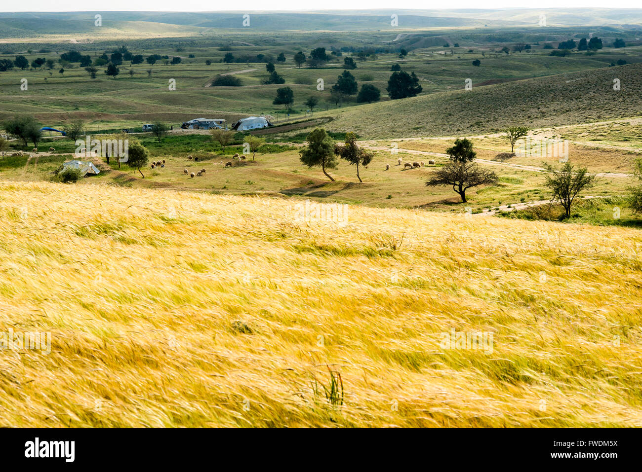 Wheat field blowing in wind hi-res stock photography and images - Alamy