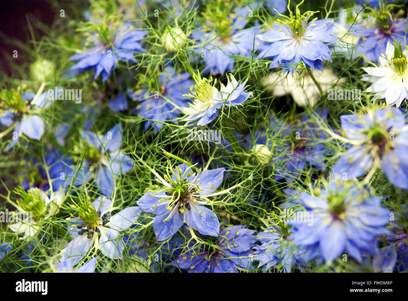 Floating amsterdam flower market hi-res stock photography and images ...