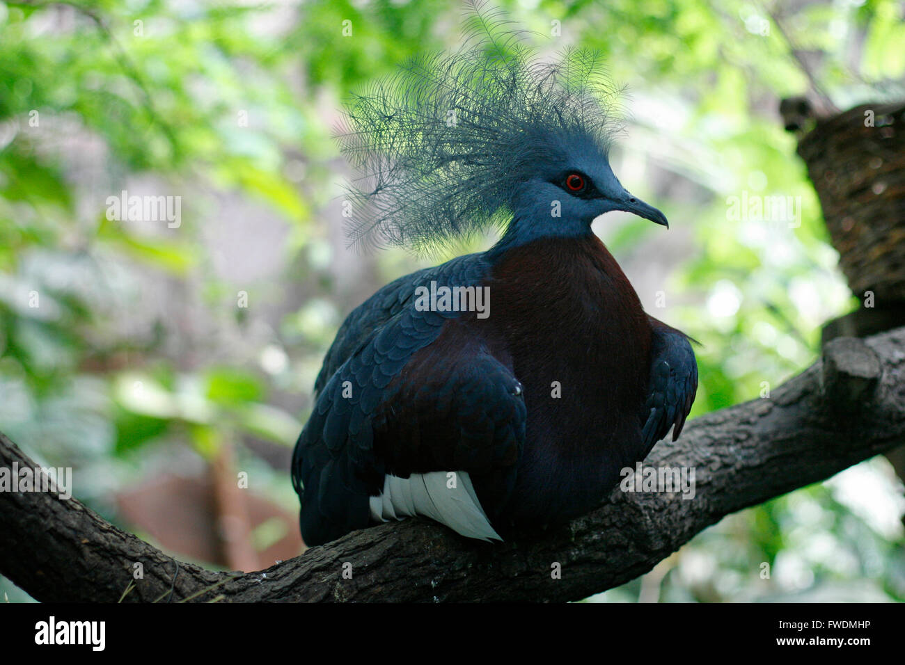 The Victoria crowned pigeon (Goura victoria) native to the New Guinea ...