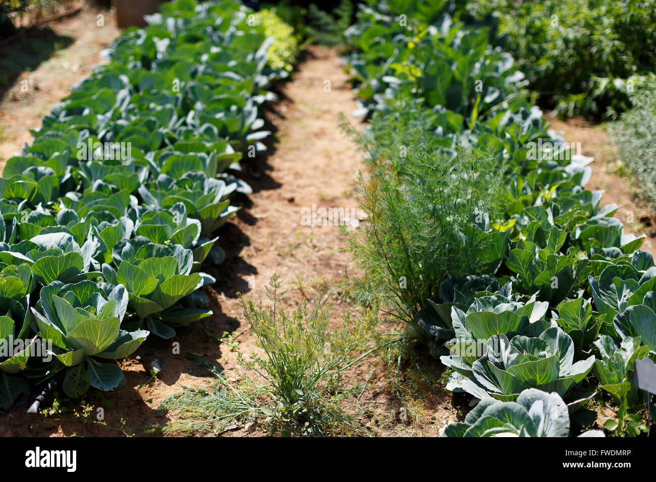 Spring green cabbage hi-res stock photography and images - Alamy