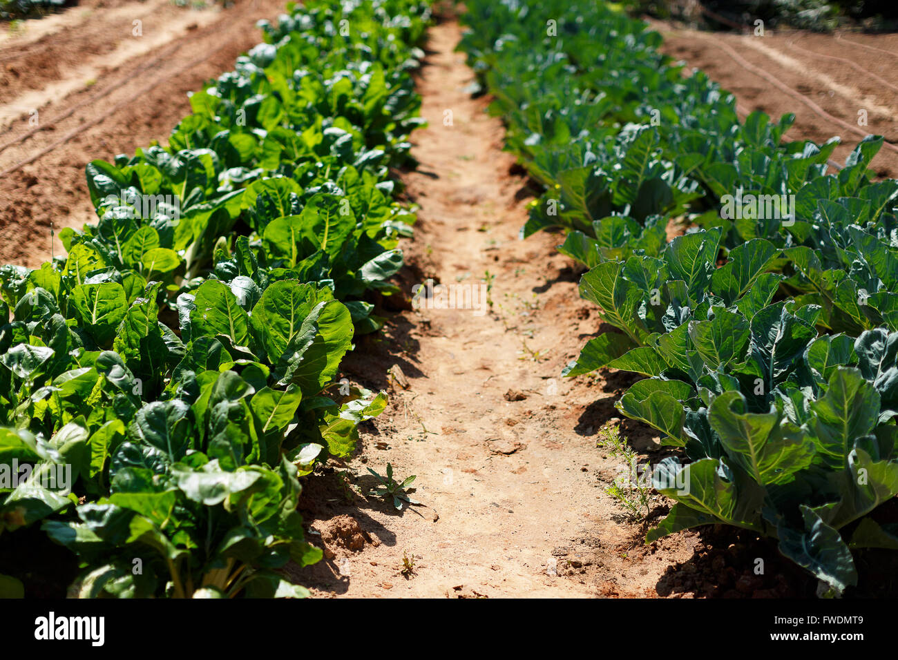 Spring green cabbage hi-res stock photography and images - Alamy