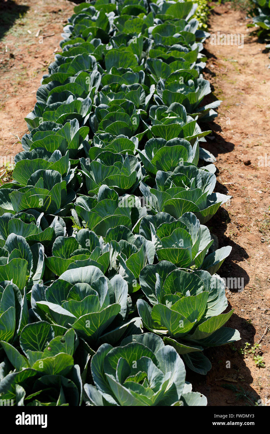 Spring green cabbage hi-res stock photography and images - Alamy