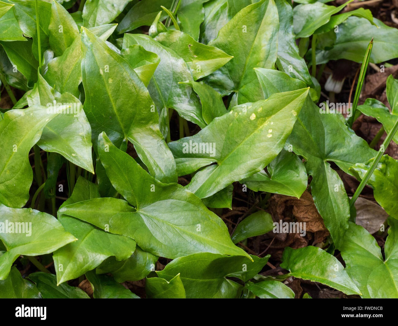Plant mouse hi-res stock photography and images - Alamy