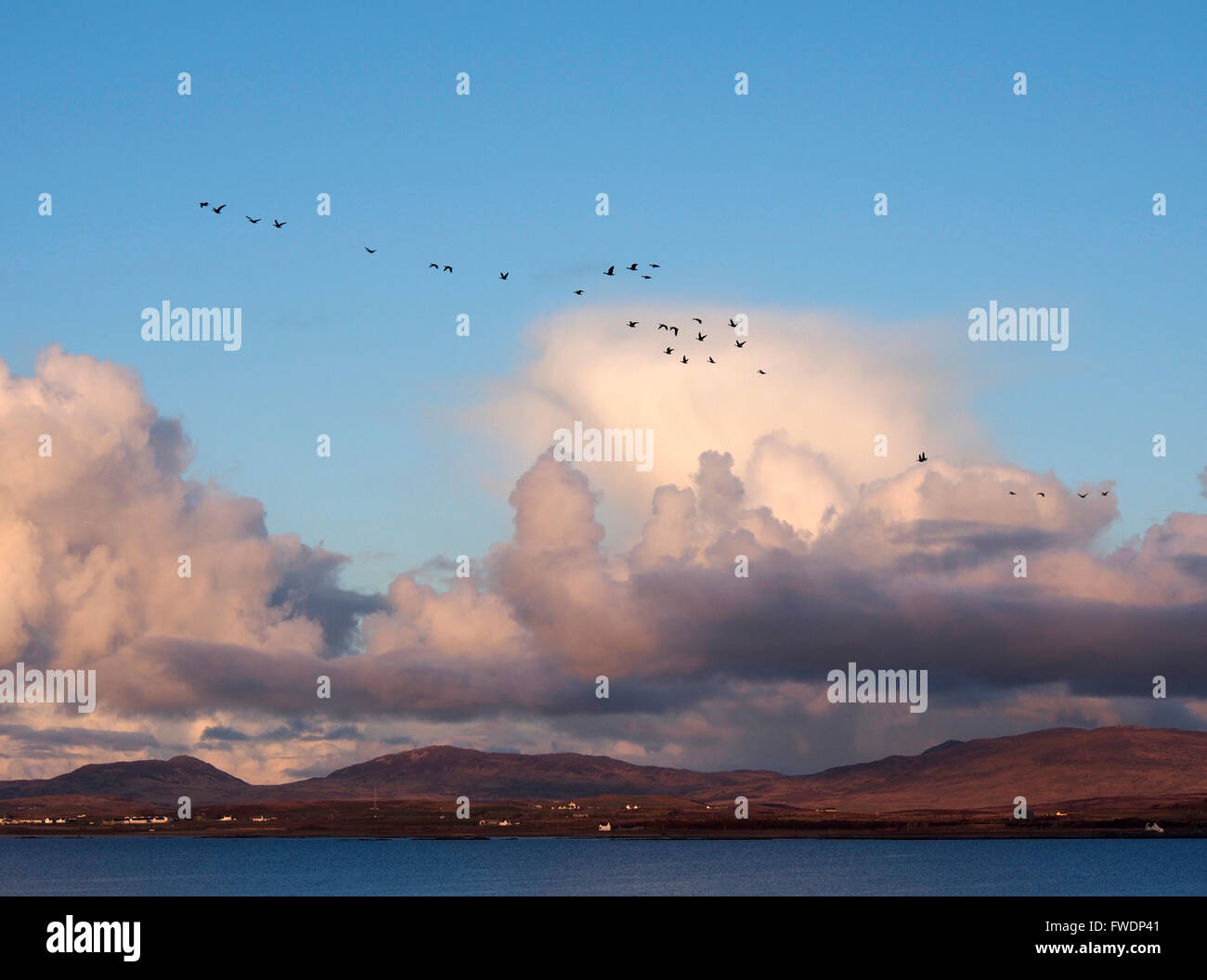 Barnacle geese in flight, sunset, Port Ellen, Islay, Scotland Stock ...