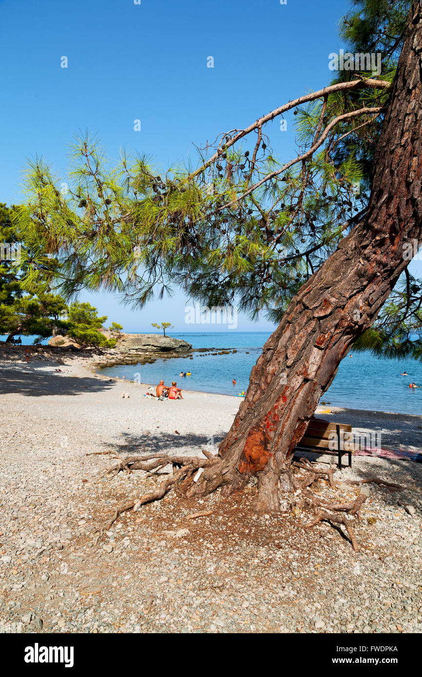 in the mediterranean see turkey europe pine plant and tree Stock Photo ...
