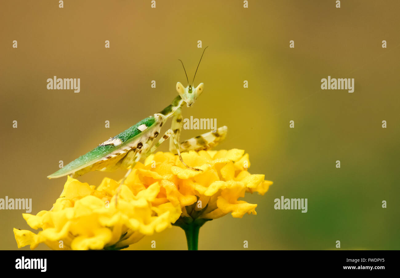 Indian grasshopper hi-res stock photography and images - Alamy