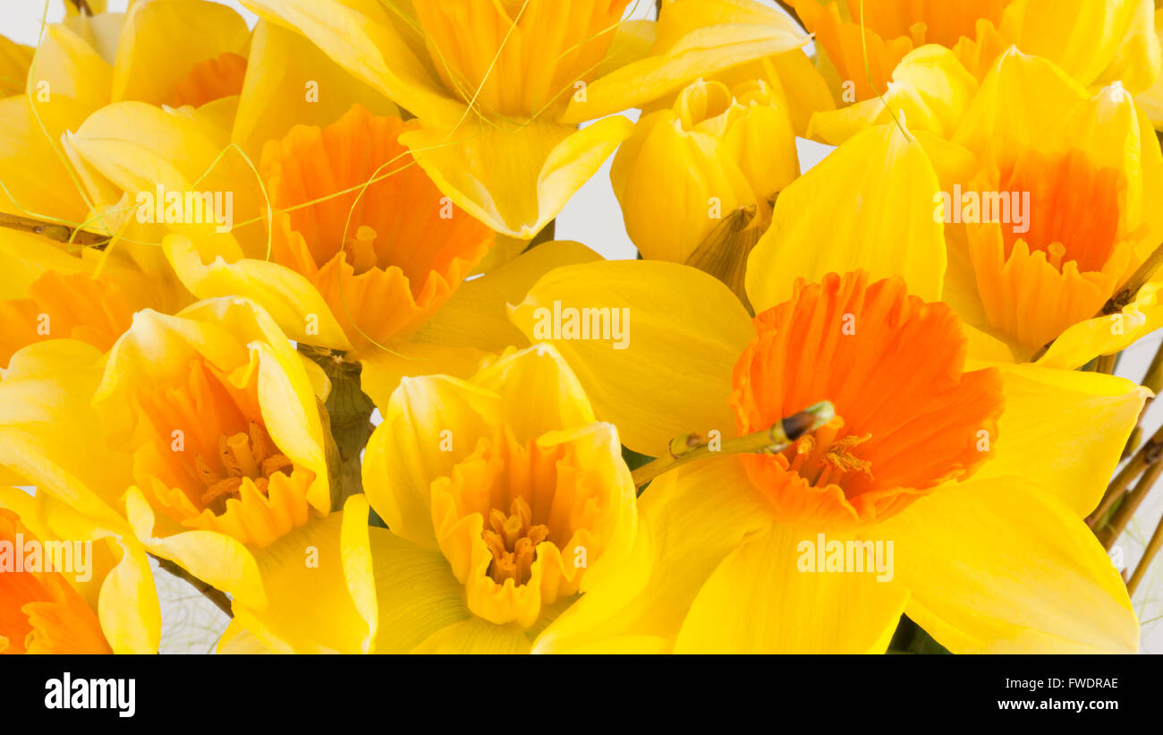 Bunch of daffodil hi-res stock photography and images - Alamy