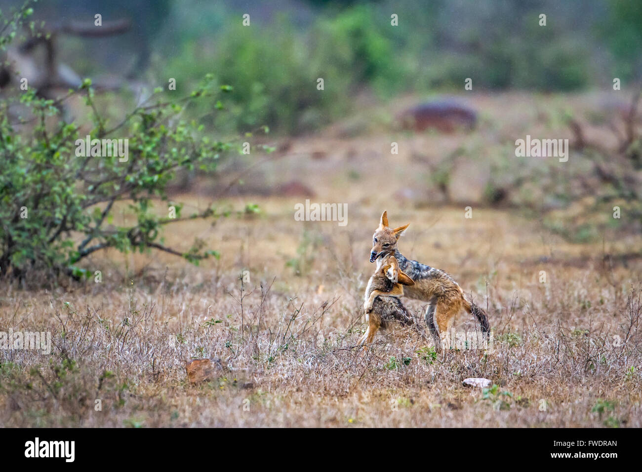 Black-backed jackal in Kruger national park, South Africa ; Specie ...