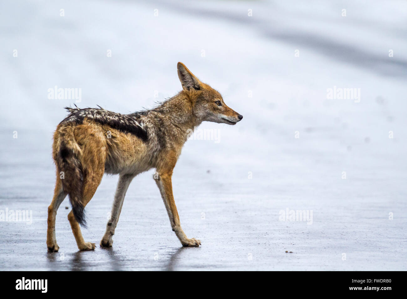 Black-backed jackal in Kruger national park, South Africa ; Specie ...
