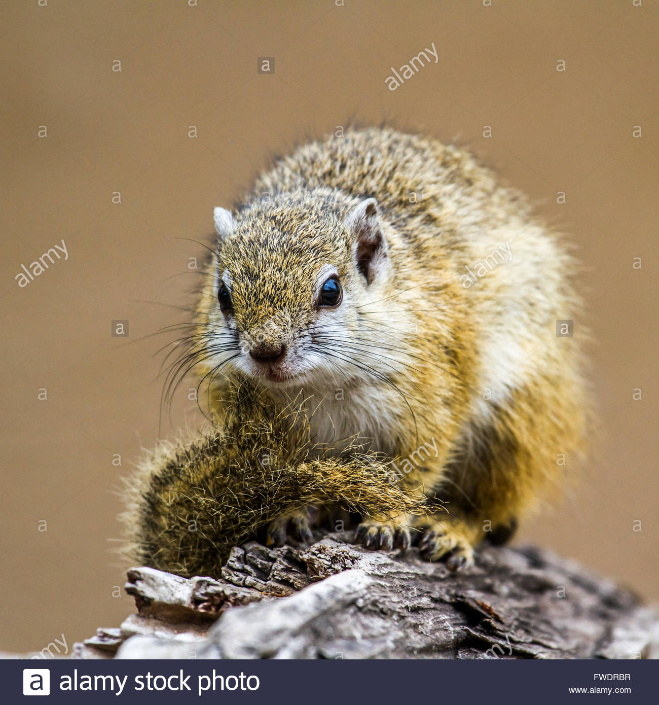 African Bush Squirrel Stock Photos & African Bush Squirrel Stock Images ...
