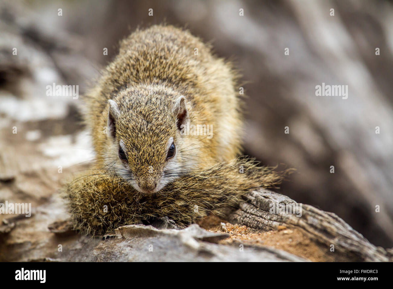 Smith's bush squirrel in Kruger national park, South Africa ; Specie ...