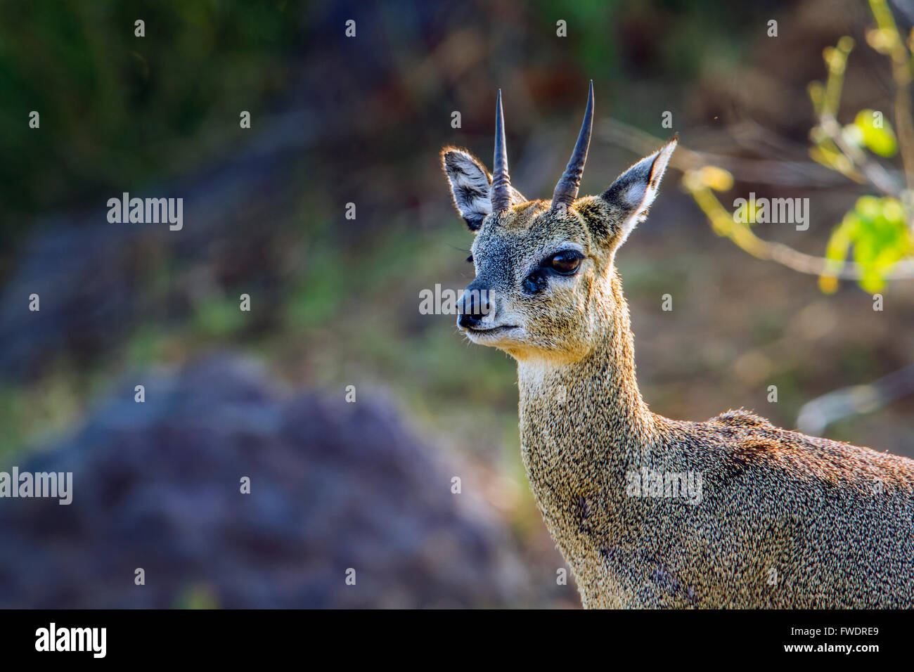 African Klipspringer