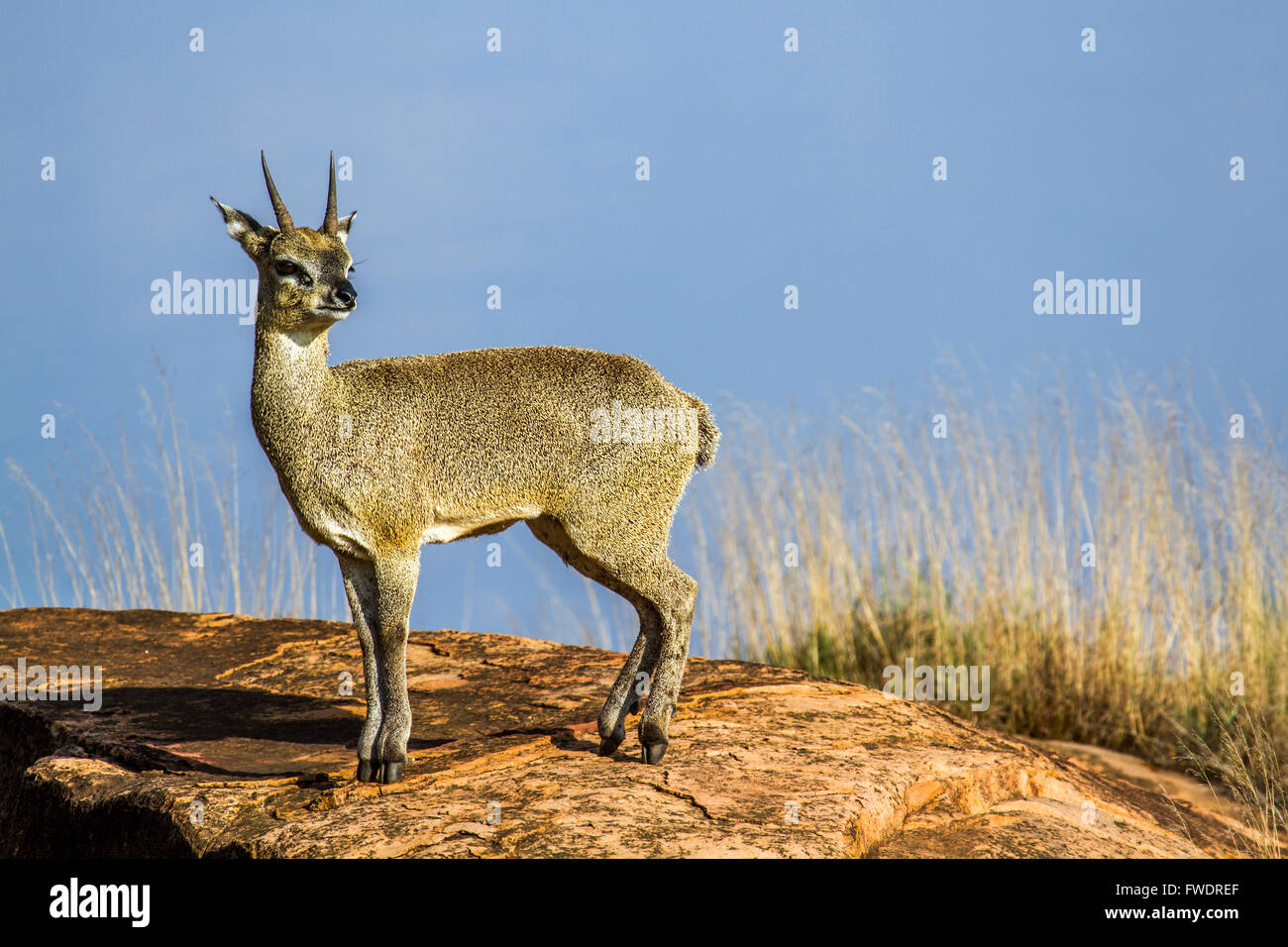 Klipspringer In Kruger National Park High Resolution Stock Photography ...