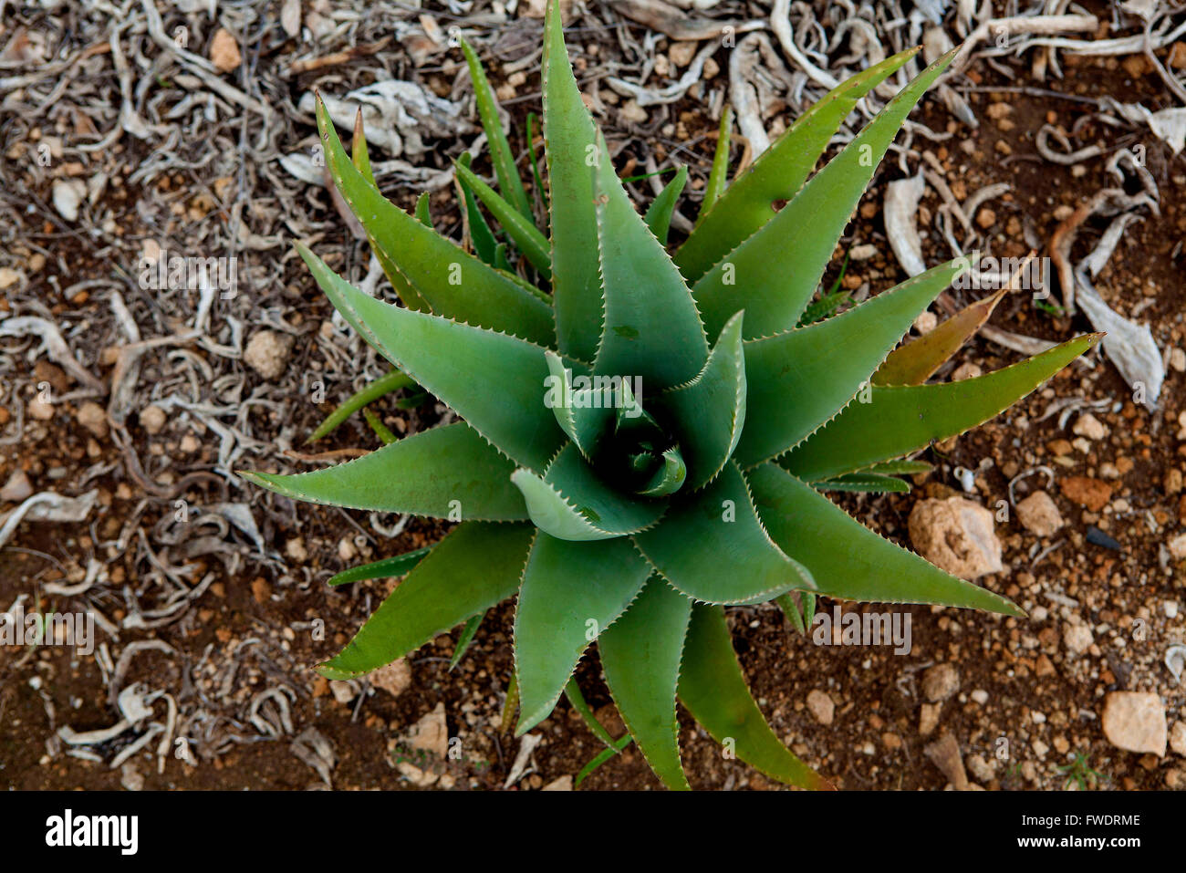 Curacao aloe vera plantation hi-res stock photography and images - Alamy