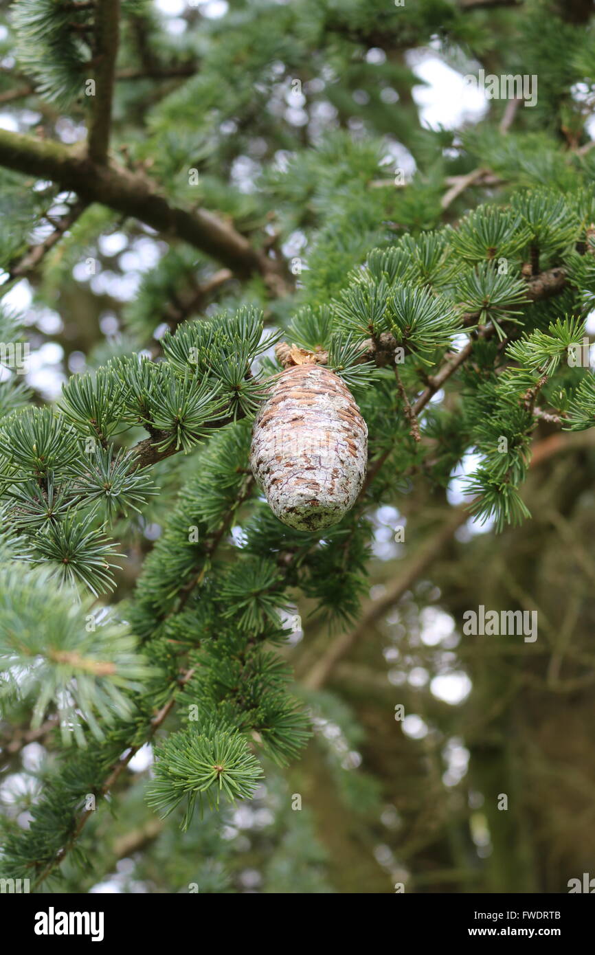 Cedar tree cone on tree Stock Photo - Alamy