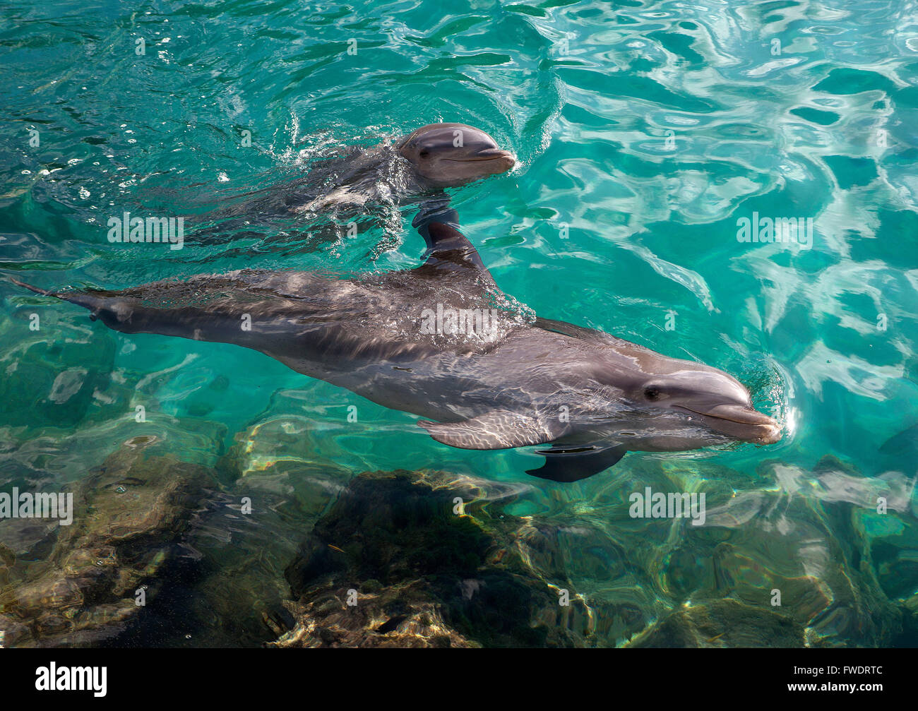 ABC Islands (Aruba,Bonaire and Curaçao) : dolphins at the Dolphin ...
