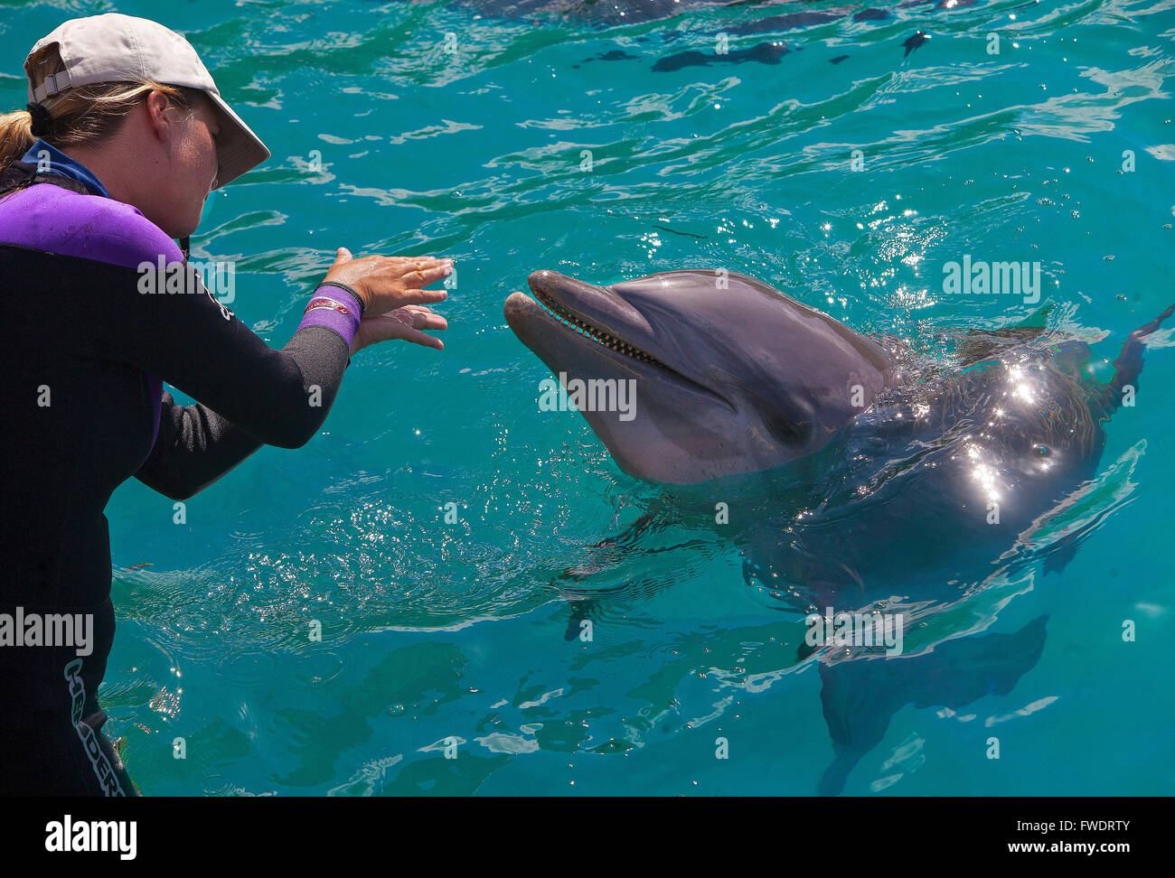 ABC Islands (Aruba,Bonaire and Curaçao) : dolphins at the Dolphin ...