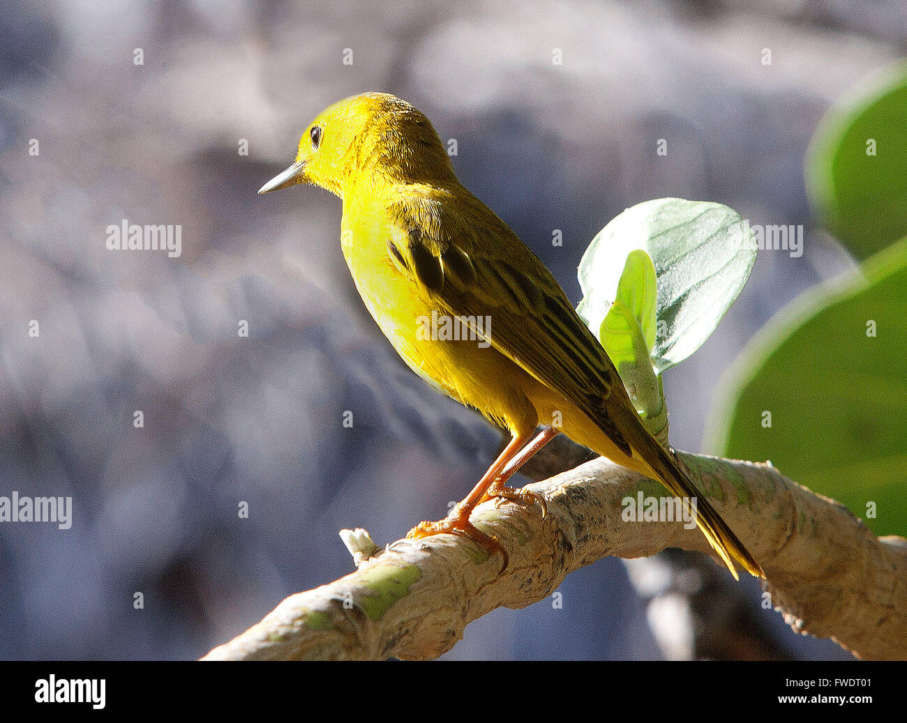 ABC Islands (Aruba,Bonaire and Curaçao) : Curaçao bird Stock Photo - Alamy