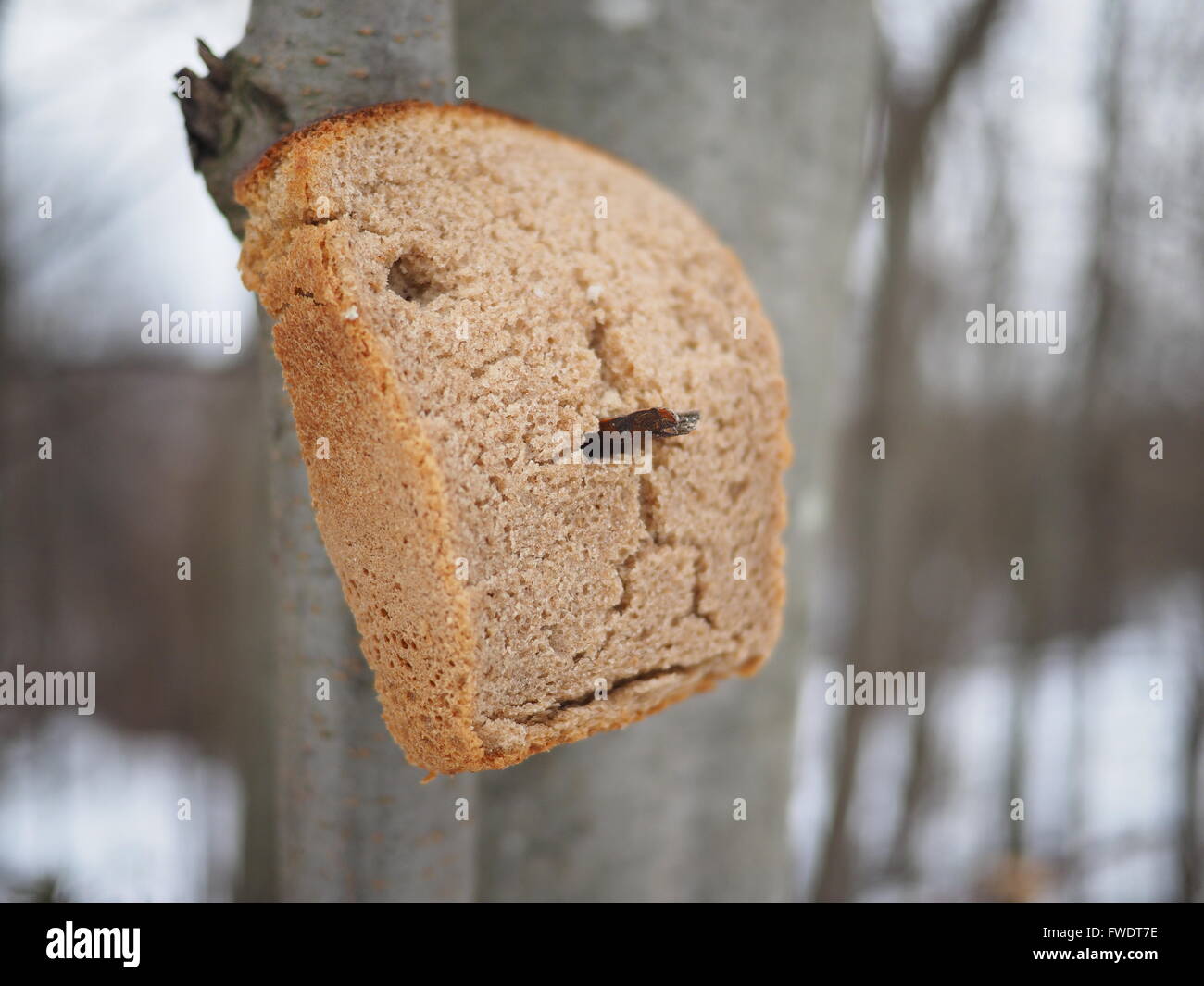 bread for the birds in the forest Stock Photo - Alamy