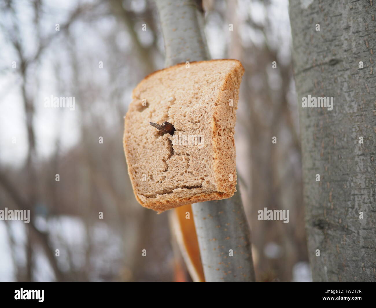 bread for the birds in the forest Stock Photo - Alamy