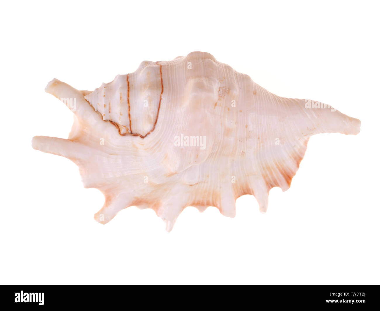 seashell on a white background Stock Photo - Alamy