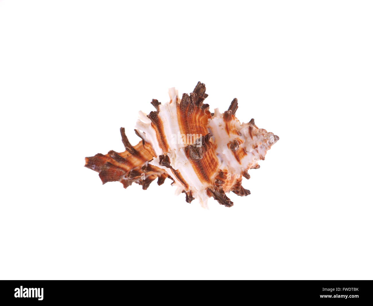 seashell on a white background Stock Photo - Alamy
