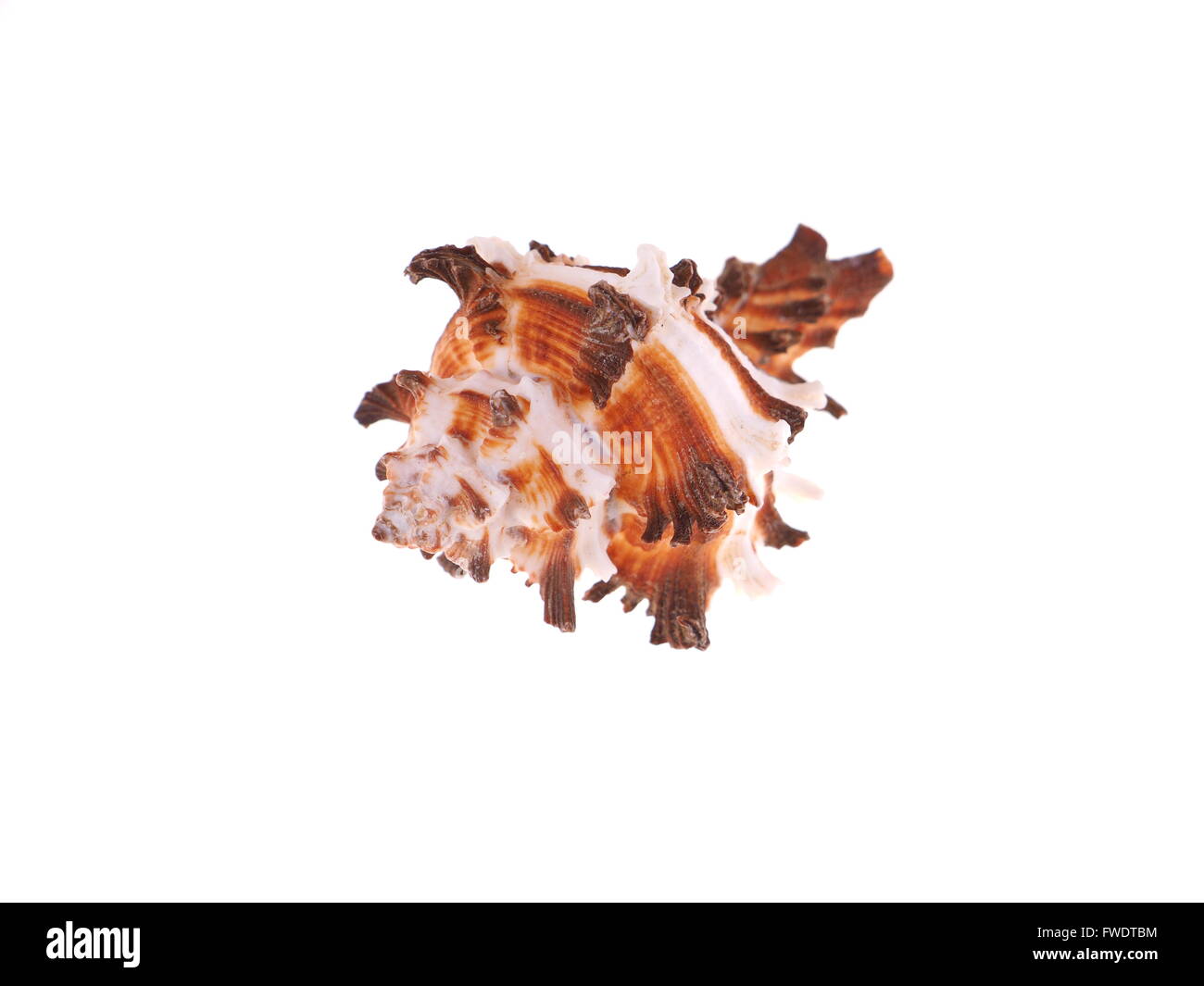 seashell on a white background Stock Photo - Alamy
